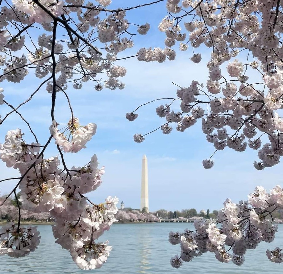 Washington DC Cherry Blossom Festival – Adventures By Anne